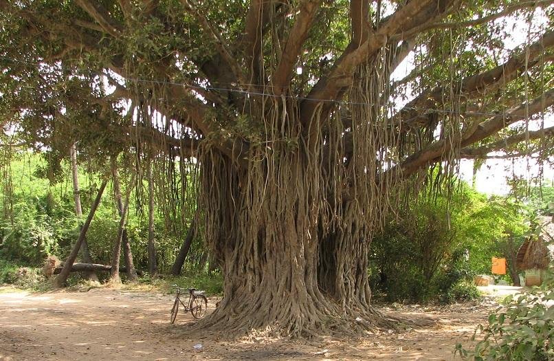 Trees of India – Indic Inspirations